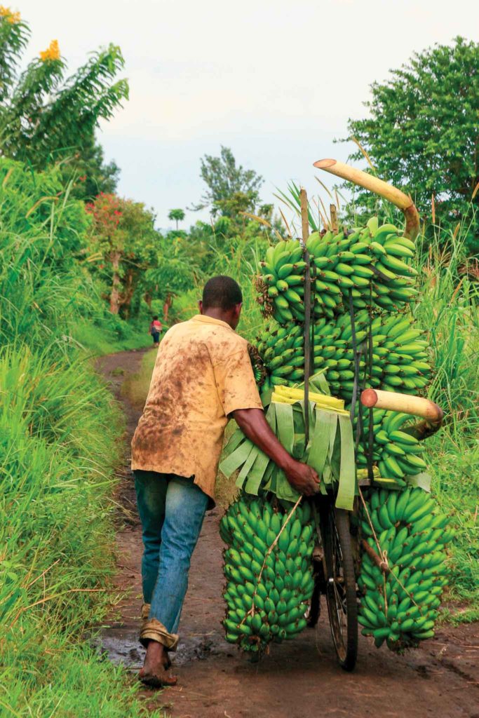 Forest of Hope - Plain Values