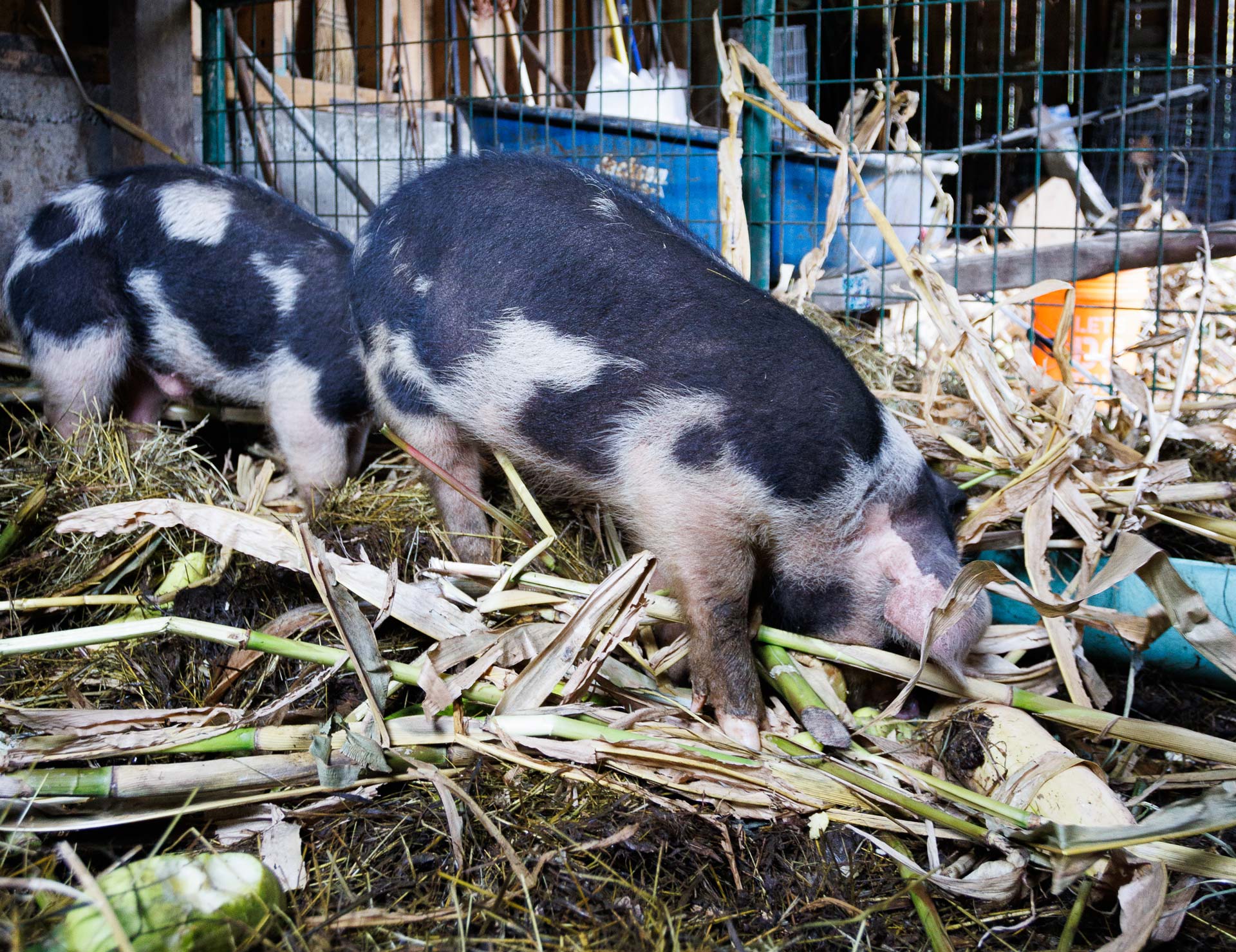 Rural Free - Plain Values